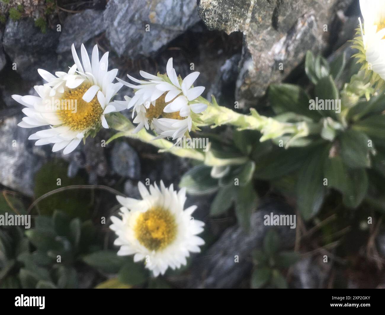 Haast's Mountain Daisy (Celmisia haastii) Plantae Stock Photo - Alamy