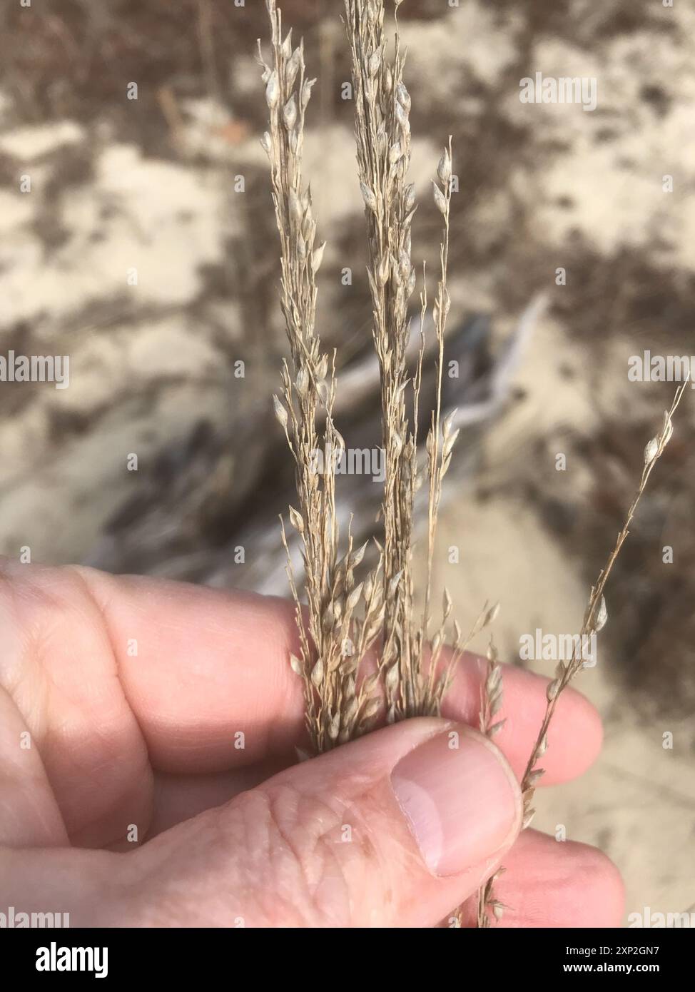 Bitter Panicgrass (Panicum amarum) Plantae Stock Photo - Alamy