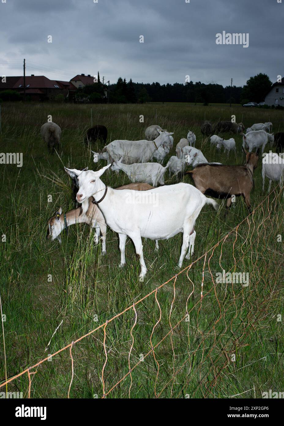 Wolf proof hi-res stock photography and images - Alamy