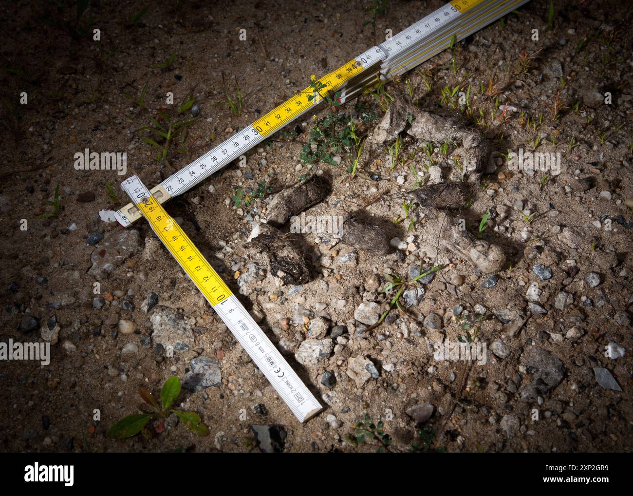 Wolf identification hi-res stock photography and images - Alamy