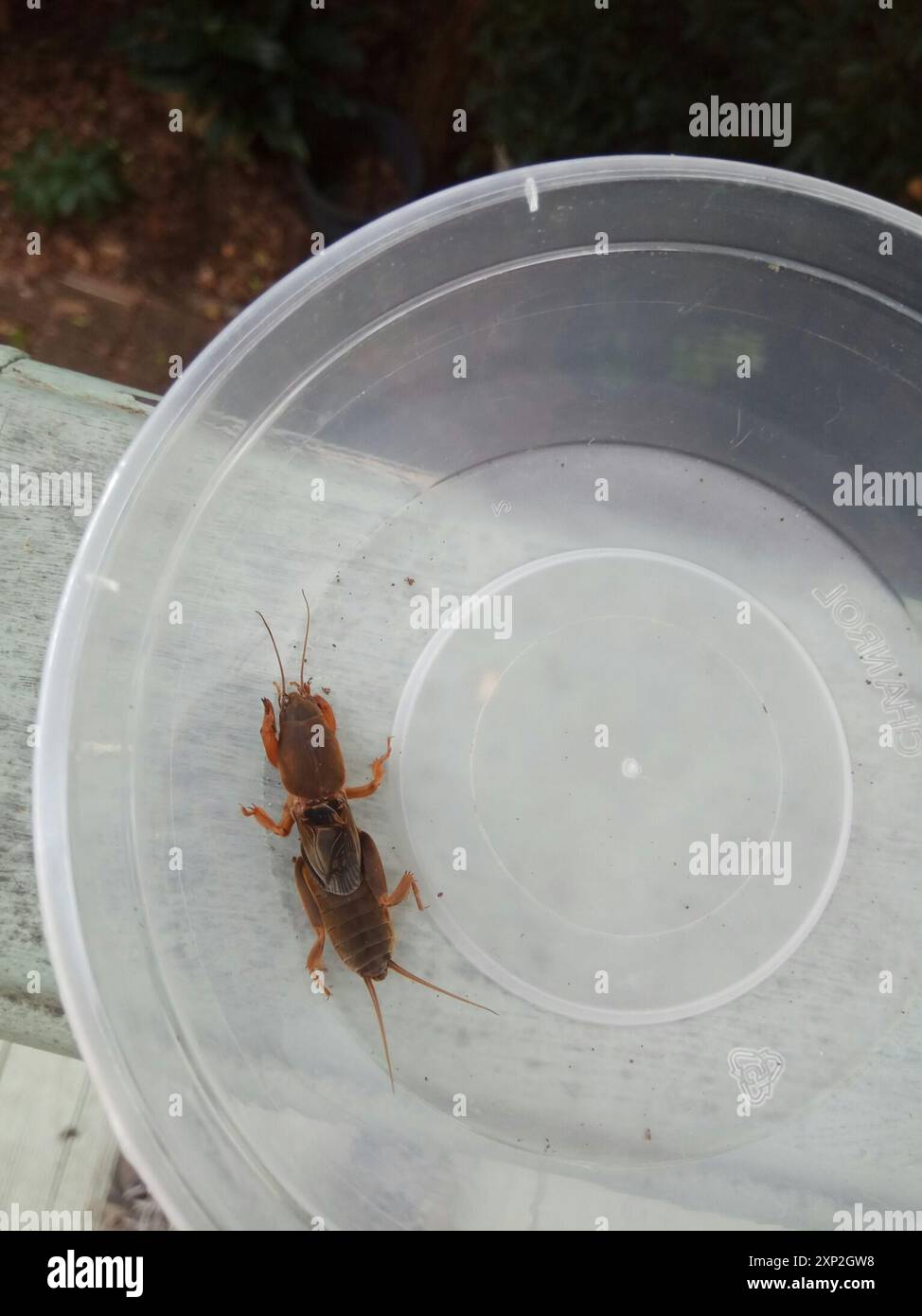 Southern mole cricket hi-res stock photography and images - Alamy