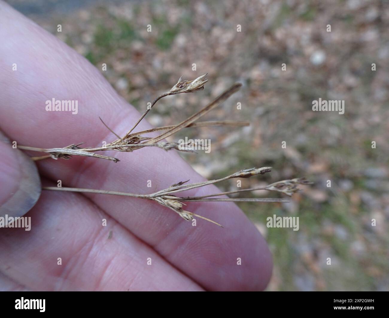 Slender Path Rush (Juncus tenuis) Plantae Stock Photo - Alamy
