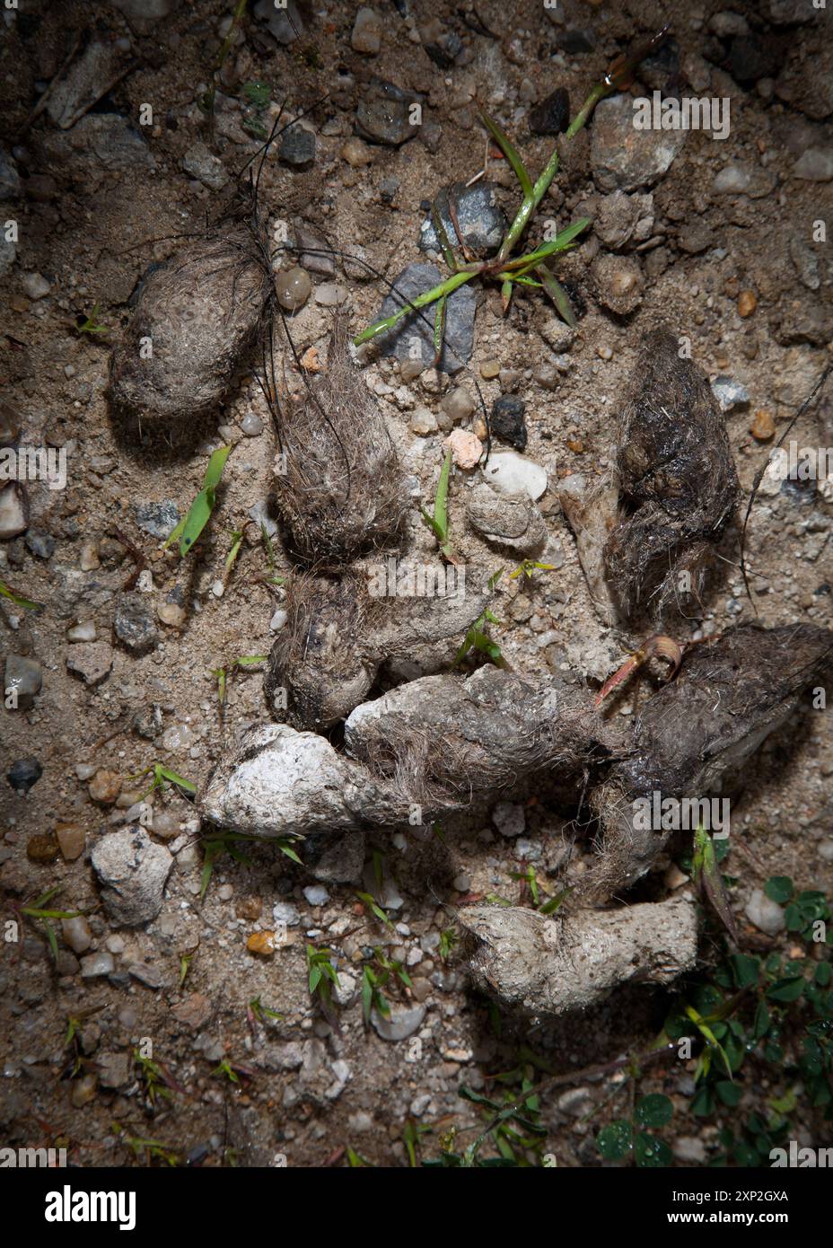 Wolf expert identifying wolf scat at a track site in Lusatia, Germany ...
