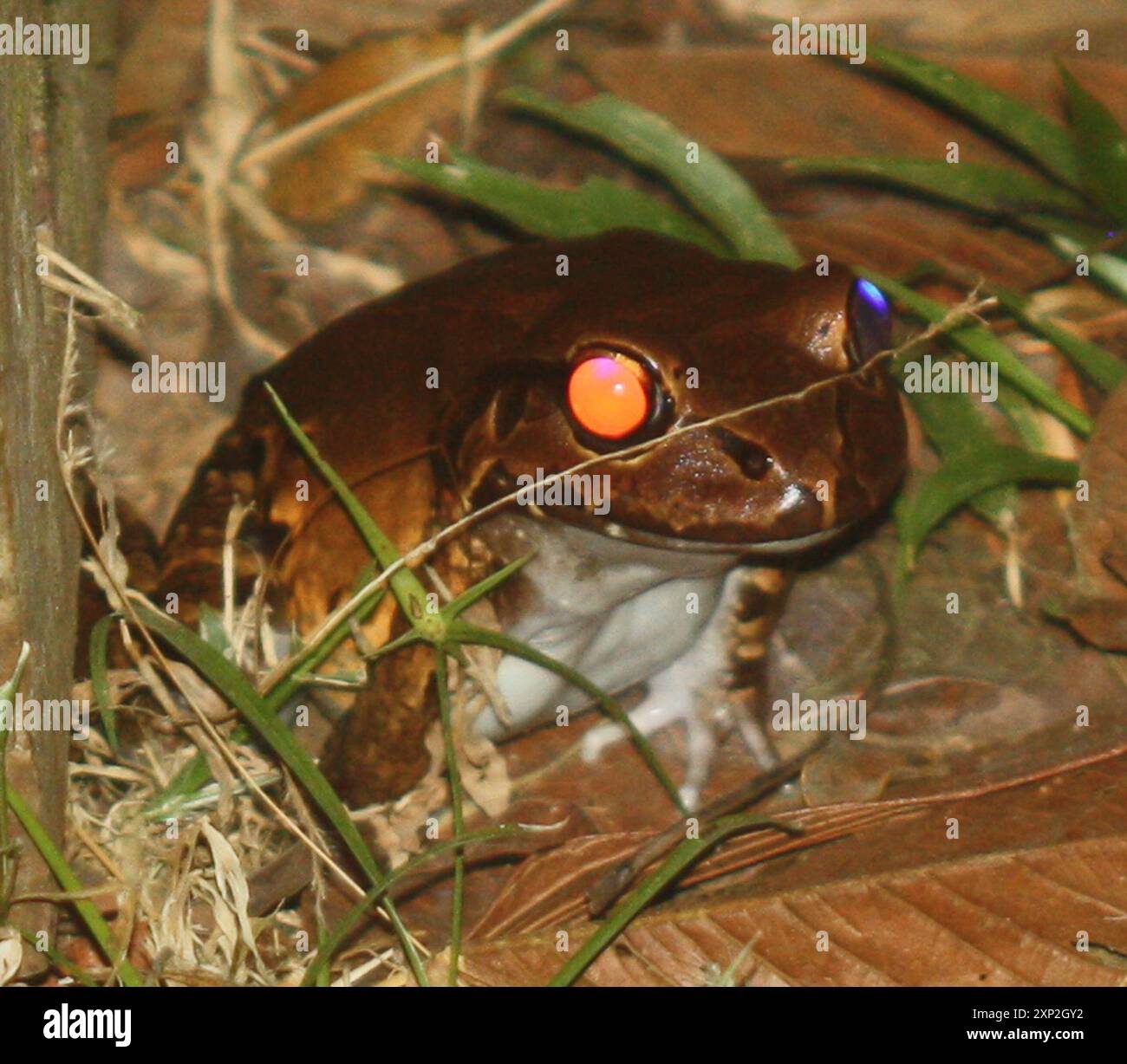 Savage's Thin-toed Frog (Leptodactylus savagei) Amphibia Stock Photo ...