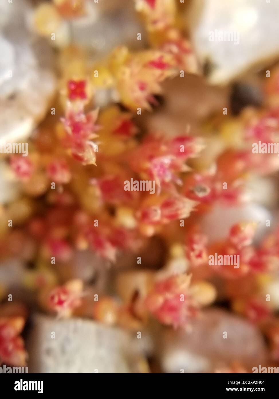 sand pygmyweed (Crassula connata) Plantae Stock Photo - Alamy