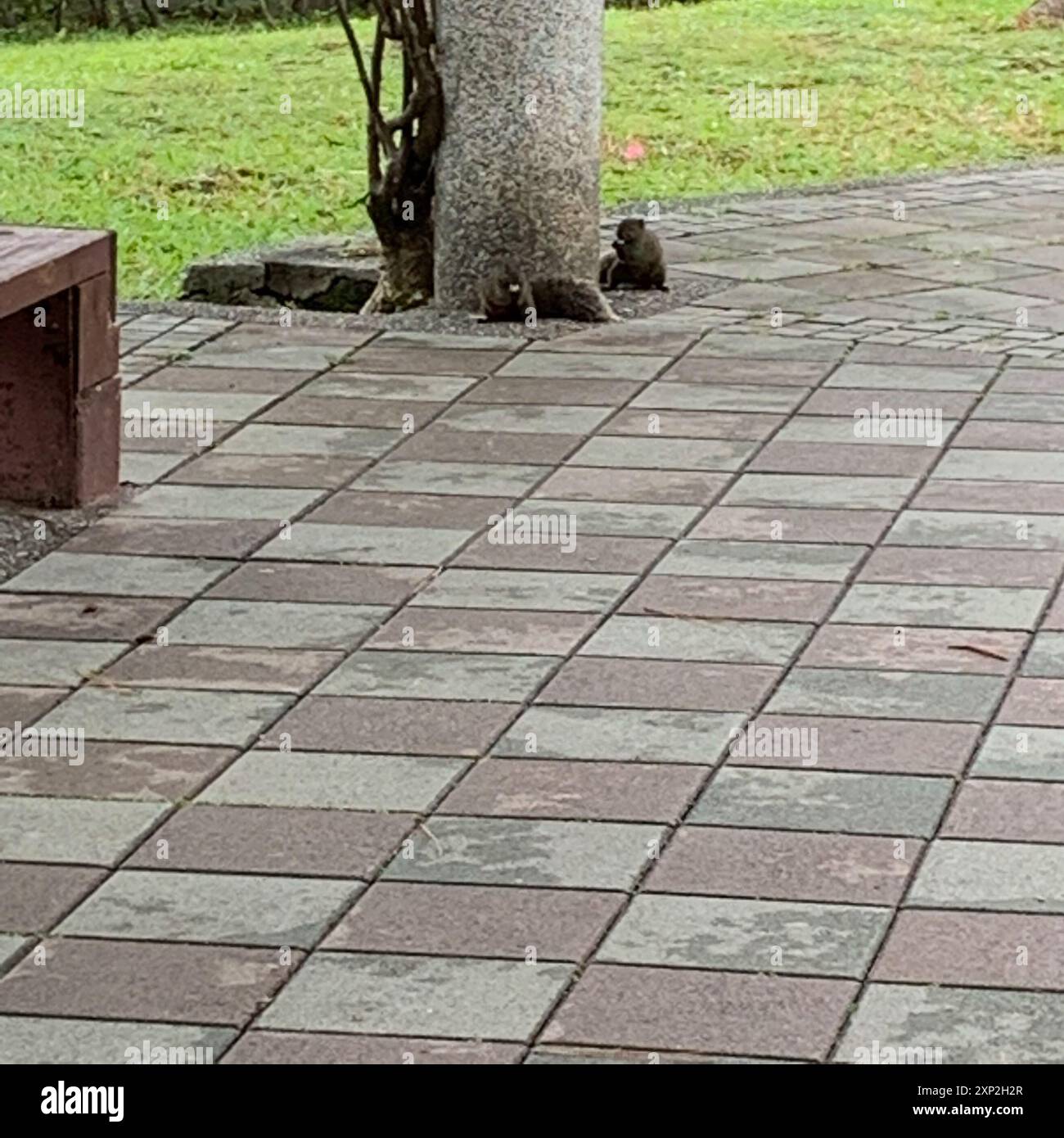 Pallas' Squirrel (Callosciurus erythraeus) Mammalia Stock Photo - Alamy