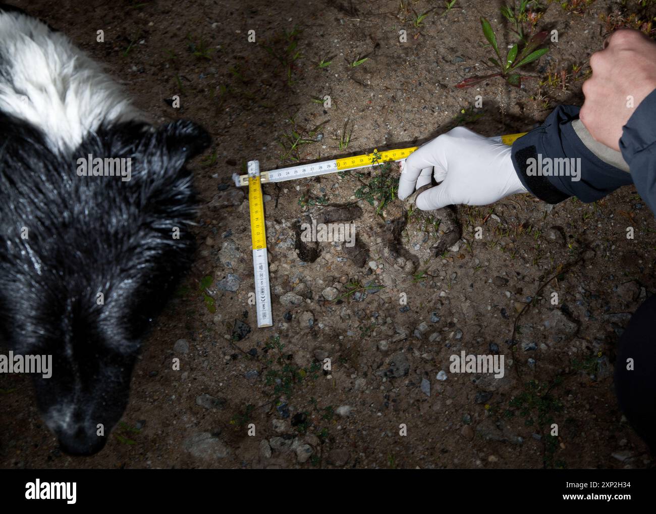 A wolf expert examines wolf tracks in Lusatia, Germany, in June 2011 ...