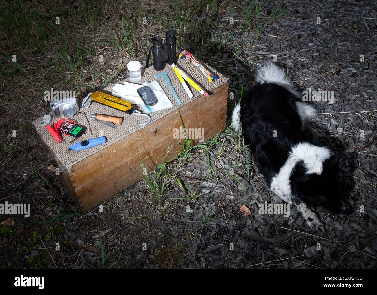 A collection of wolf tracking equipment used by an expert in Lusatia ...