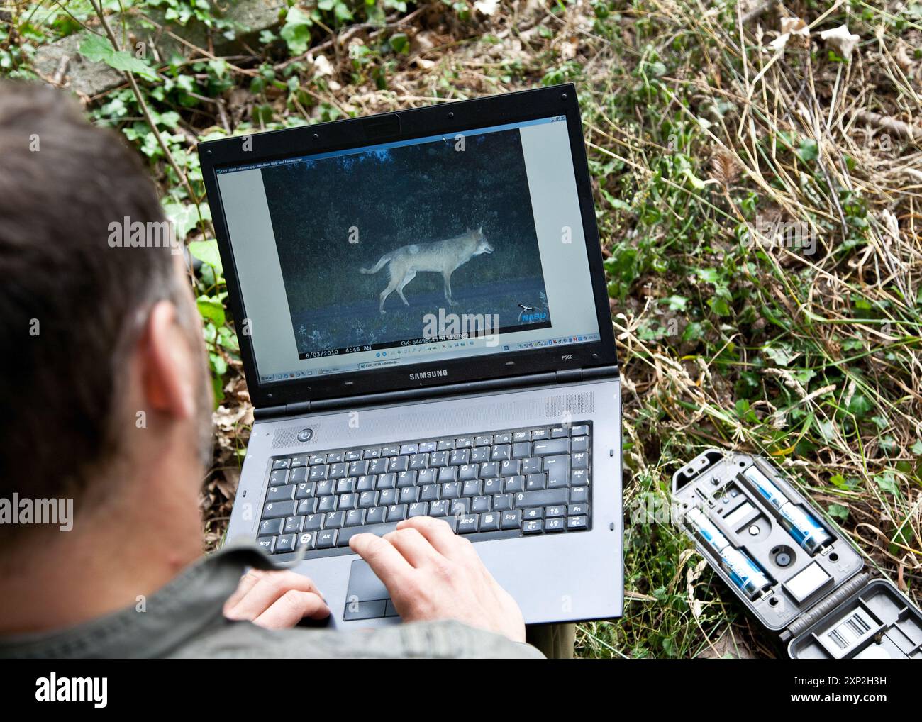 Researcher examining an image of a wolf captured by a camera trap in ...