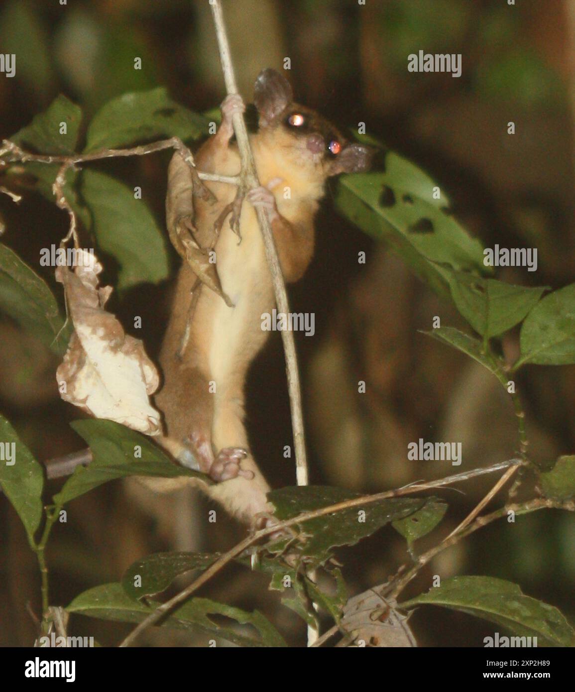 Mexican Mouse Opossum (Marmosa mexicana) Mammalia Stock Photo - Alamy
