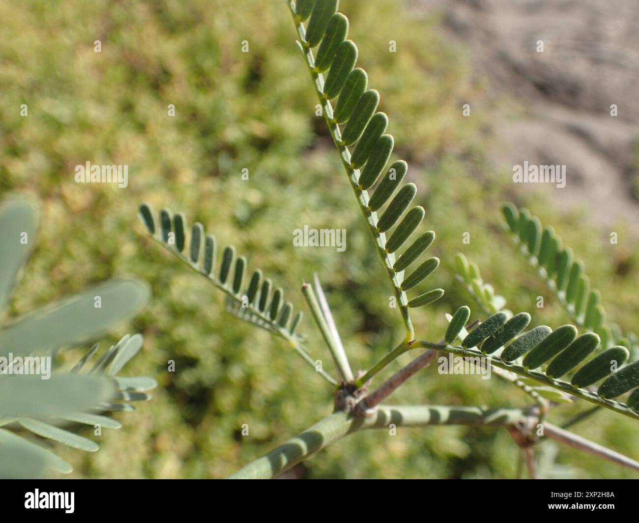mesquites (Neltuma) Plantae Stock Photo - Alamy