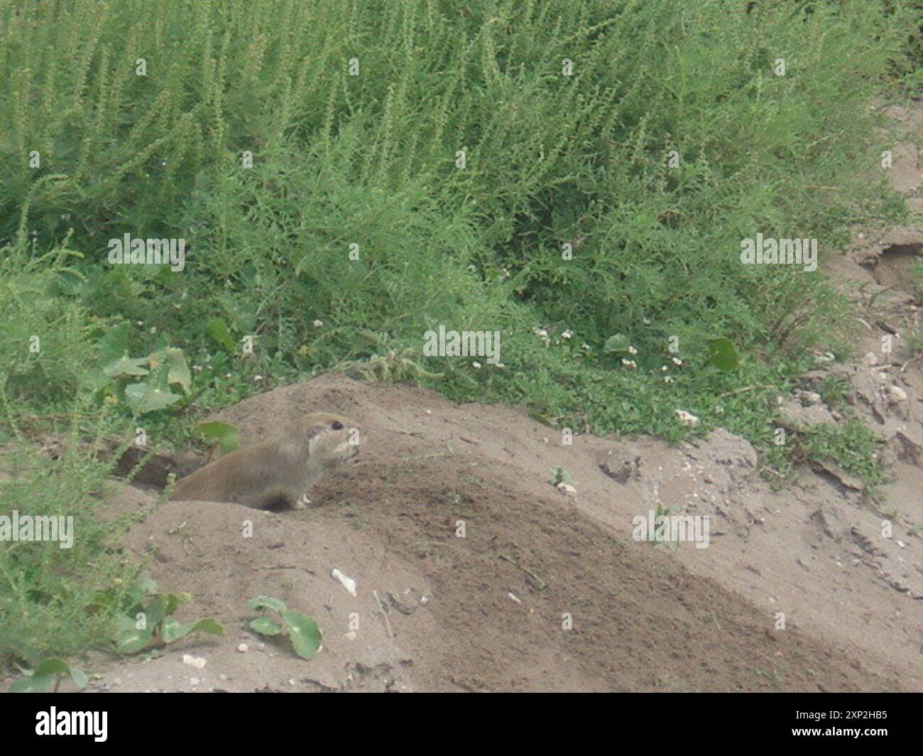Dune Tuco-tuco (Ctenomys australis) Mammalia Stock Photo - Alamy