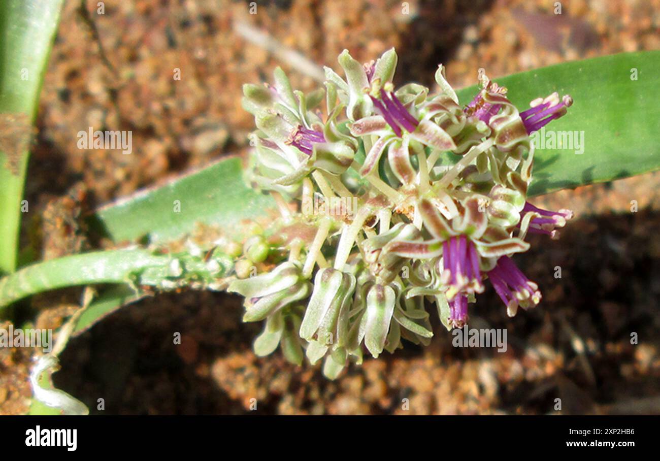 desert African hyacinth (Ledebouria apertiflora) Plantae Stock Photo ...