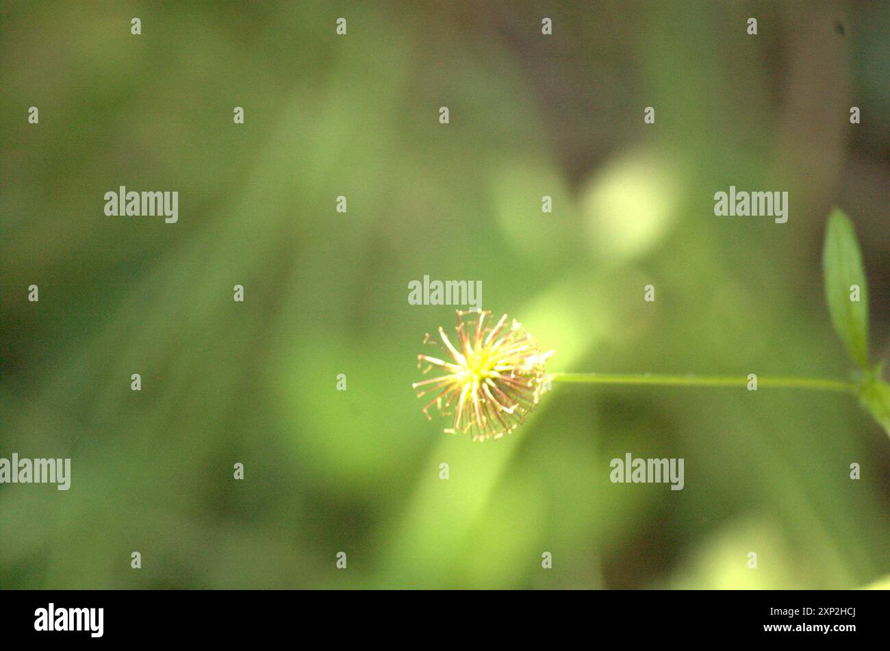 Spent flower hi-res stock photography and images - Alamy