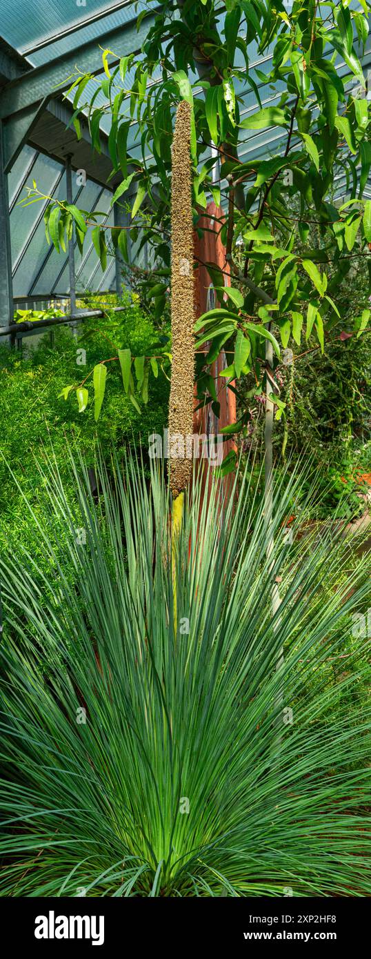 Grass trees xanthorrhoea preissii hi-res stock photography and images ...