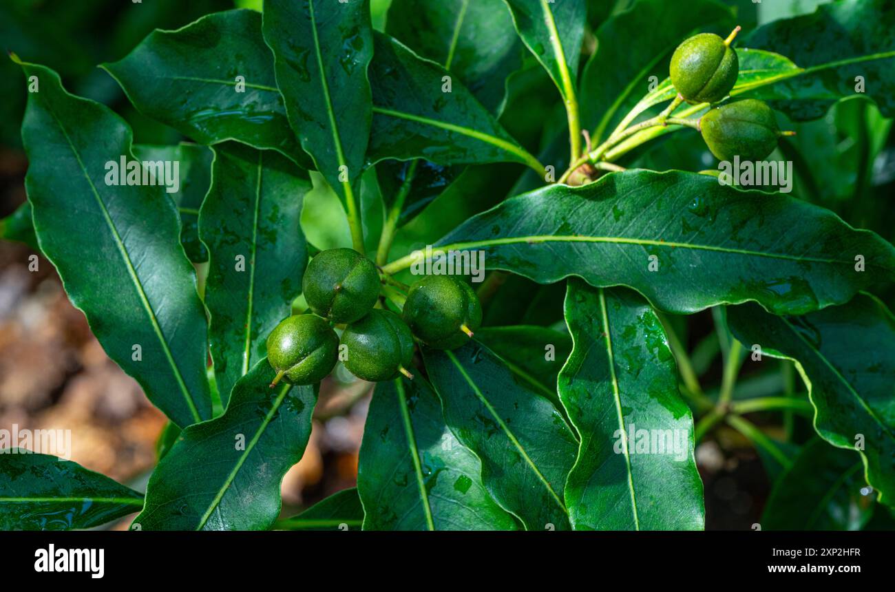Ripening fruit of Sweet Pittosporum (Pittosporum undulatum)- Family ...