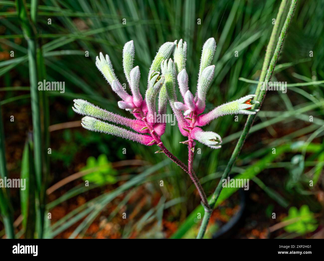Yellow kangaroo paw, Anigozanthos flavidus, Native to southwest Western ...