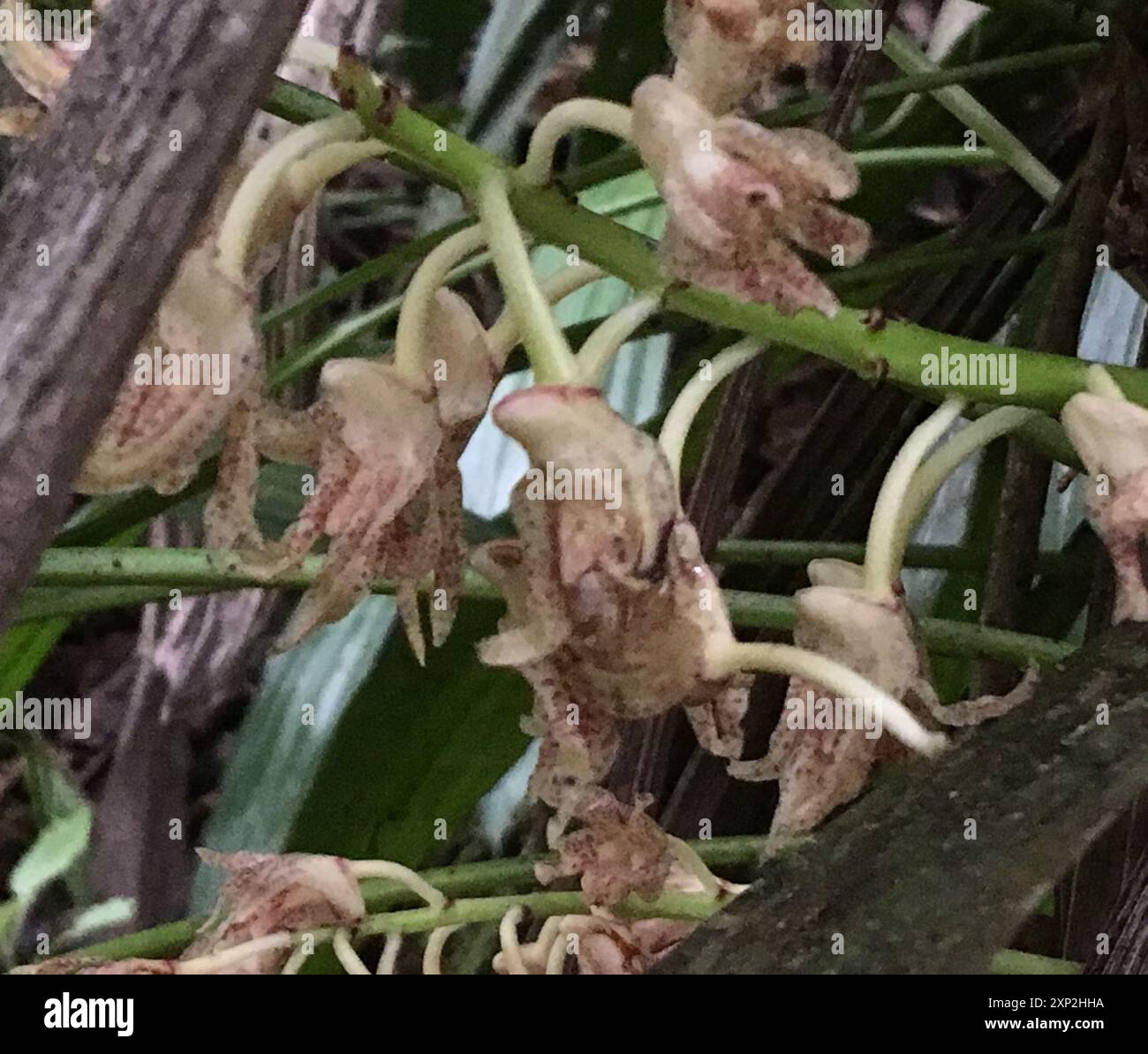 (Xylobium leontoglossum) Plantae Stock Photo - Alamy
