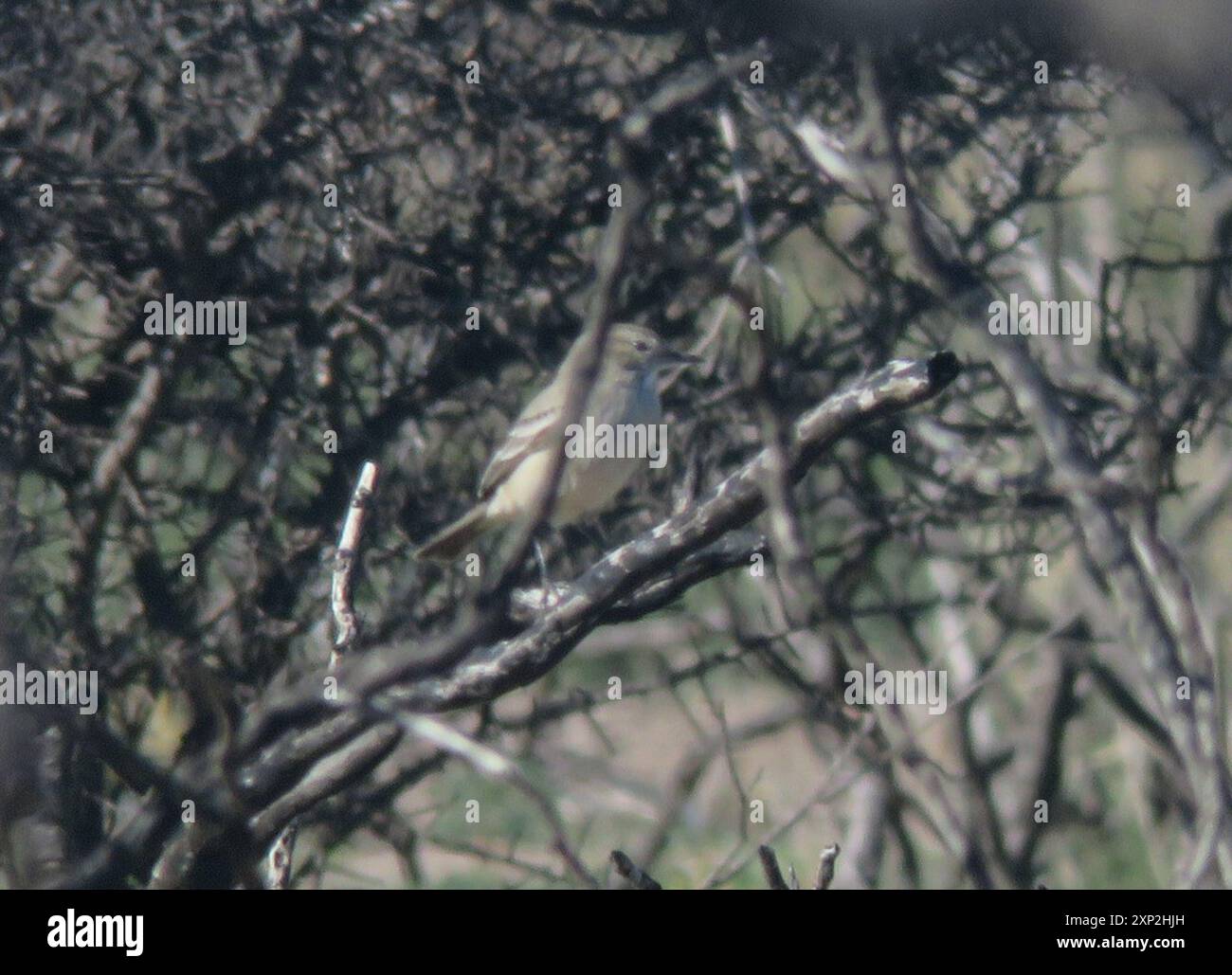 Lesser Shrike-Tyrant (Agriornis murinus) Aves Stock Photo - Alamy