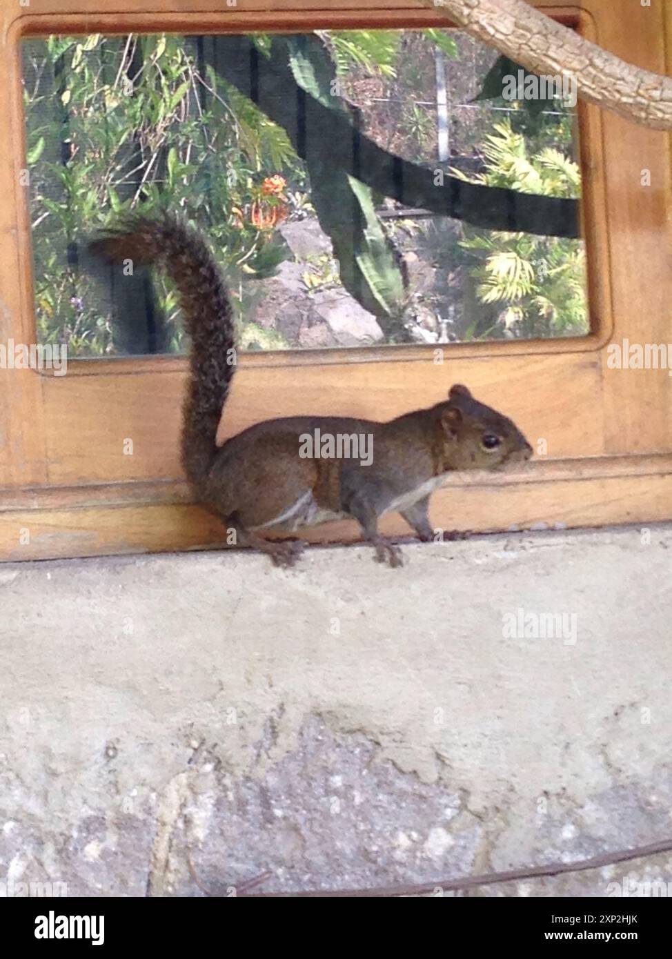 Deppes squirrel hi-res stock photography and images - Alamy