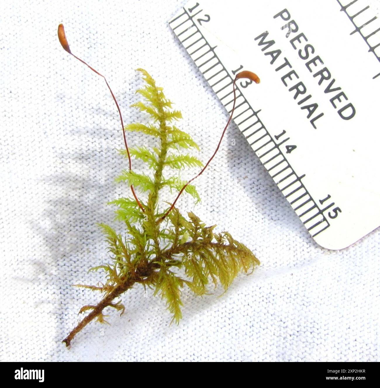 delicate fern moss (Thuidium delicatulum) Plantae Stock Photo - Alamy