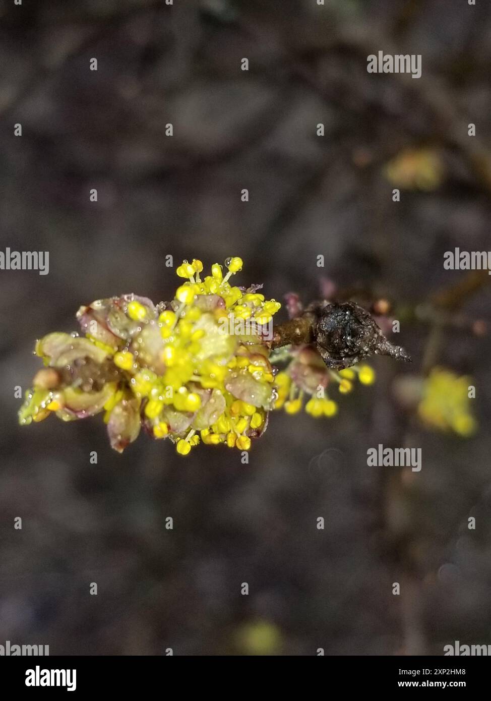 Stretchberry (Forestiera pubescens) Plantae Stock Photo - Alamy