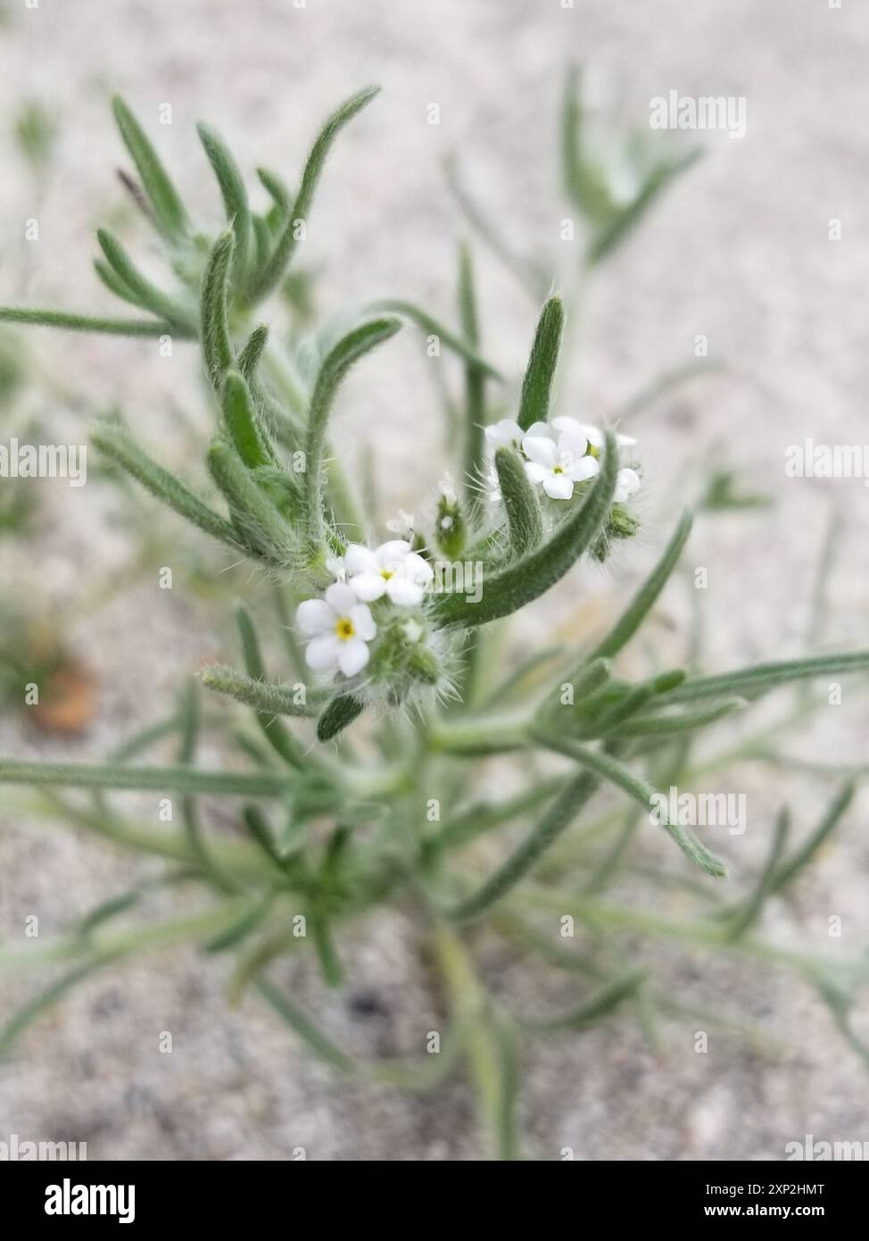 Clearwater cryptantha (Cryptantha intermedia) Plantae Stock Photo - Alamy