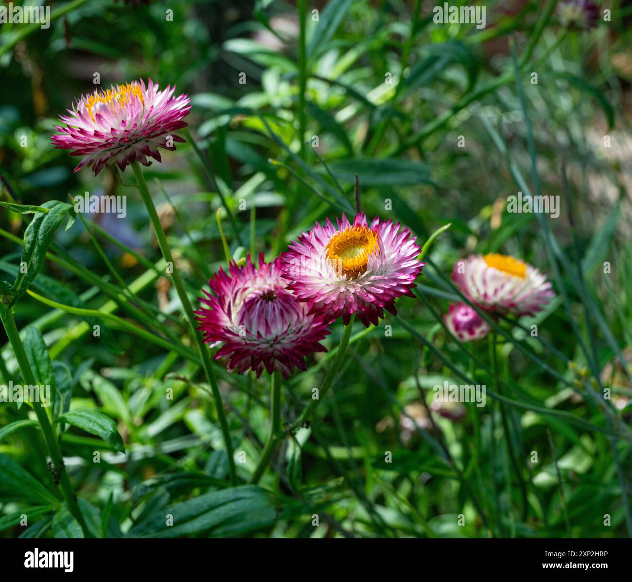 Close-up of Straw Flower/Golden Everlasting daisy- Xerochrysum ...