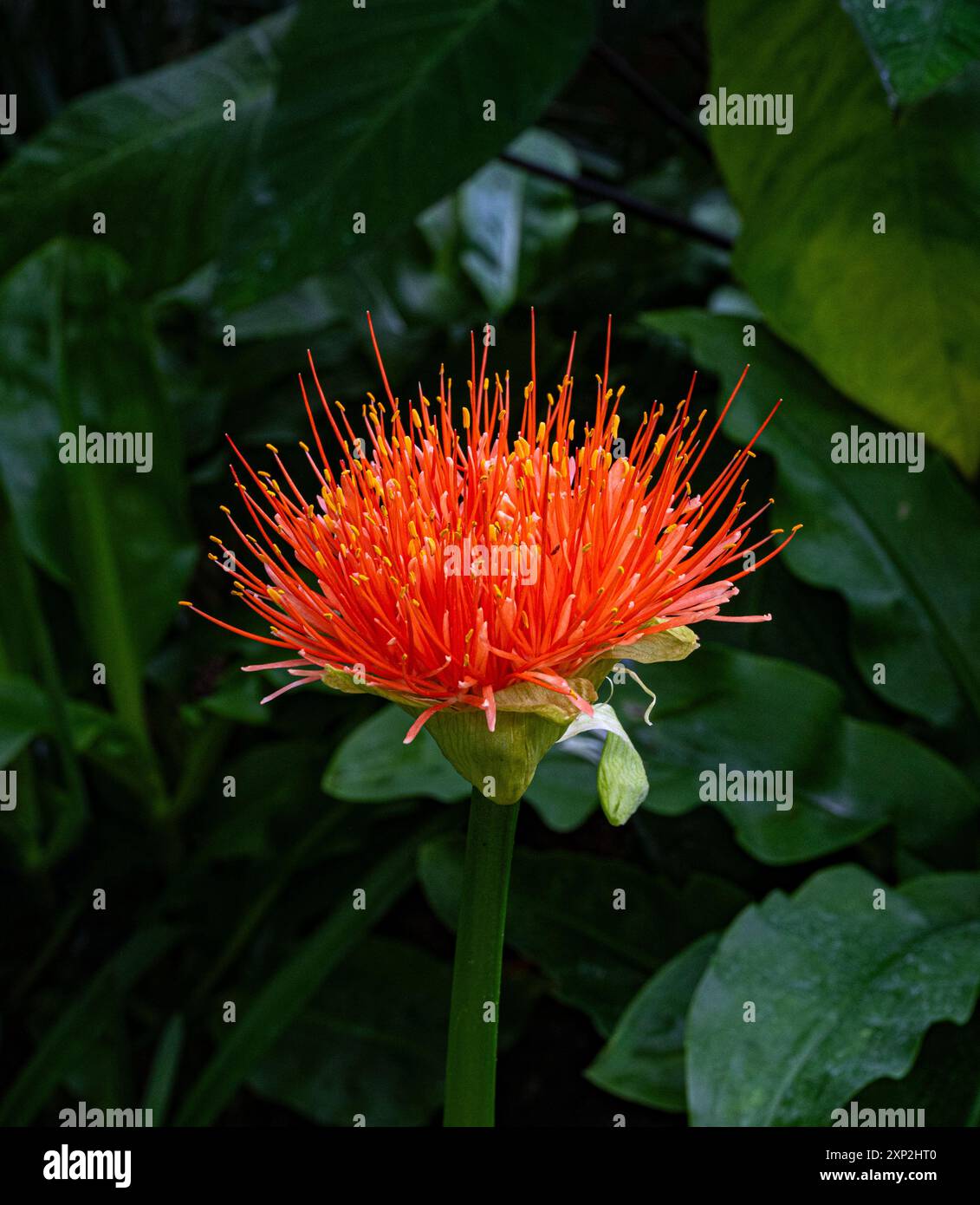 Blood lily hi-res stock photography and images - Alamy