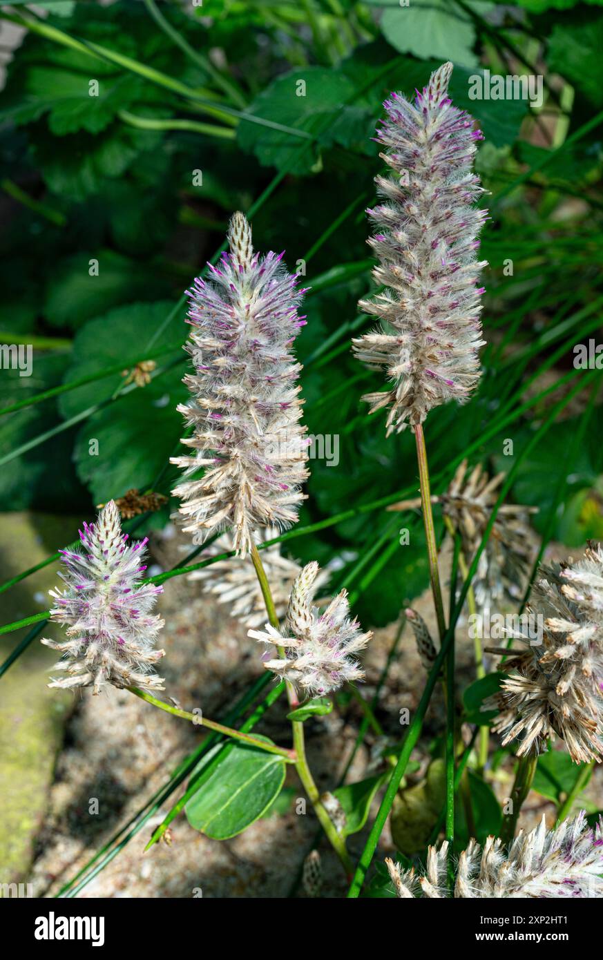 Mulla mulla australian wild flower hi-res stock photography and images ...