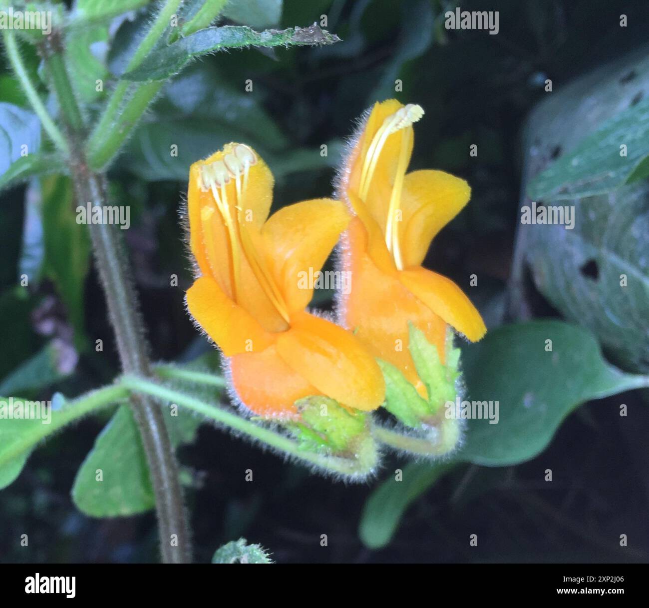 (Columnea strigosa) Plantae Stock Photo - Alamy