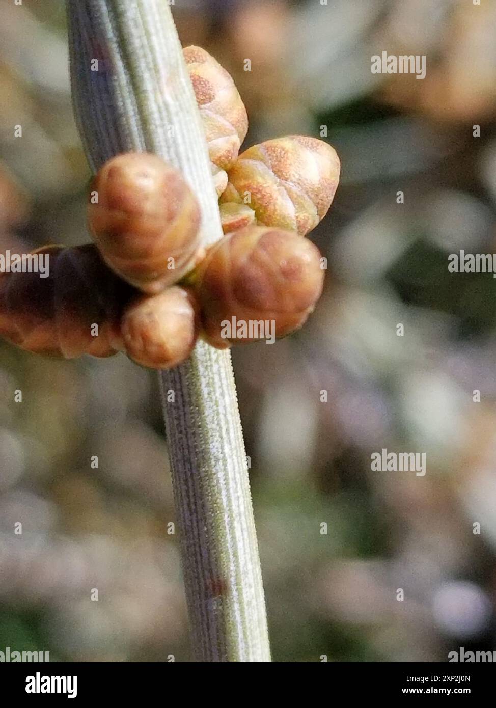 rough jointfir (Ephedra aspera) Plantae Stock Photo - Alamy
