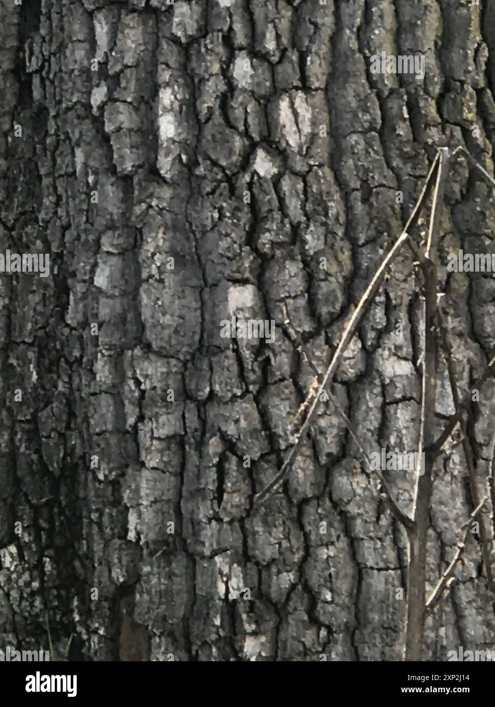 valley oak (Quercus lobata) Plantae Stock Photo - Alamy