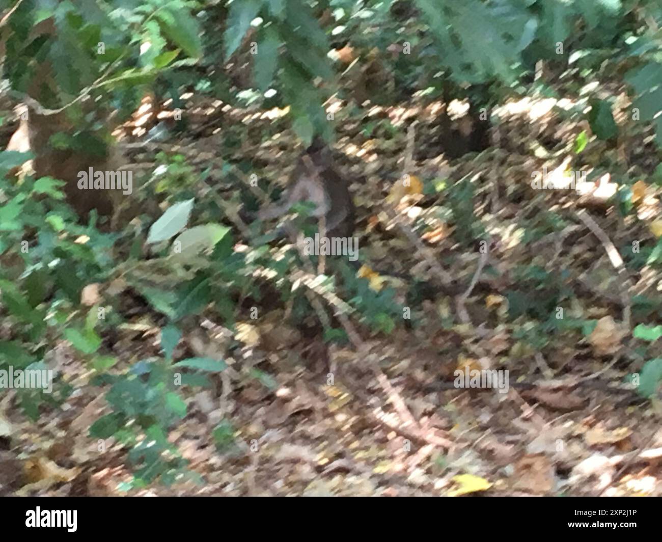 Philippine Long-tailed Macaque (Macaca fascicularis philippensis ...