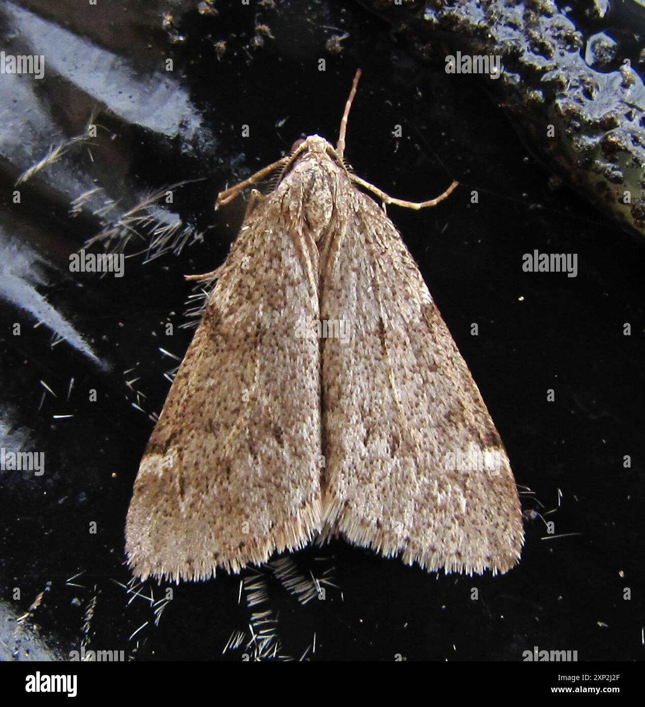 Fall Cankerworm Moth (Alsophila pometaria) Insecta Stock Photo - Alamy