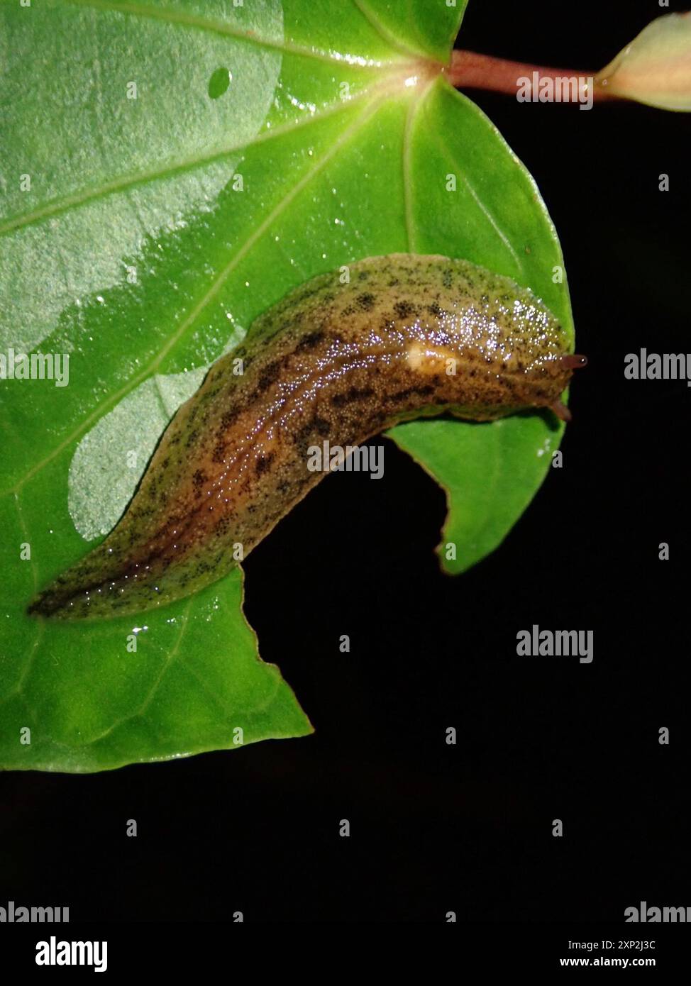 Leaf-veined Slugs (Athoracophoridae) Mollusca Stock Photo - Alamy