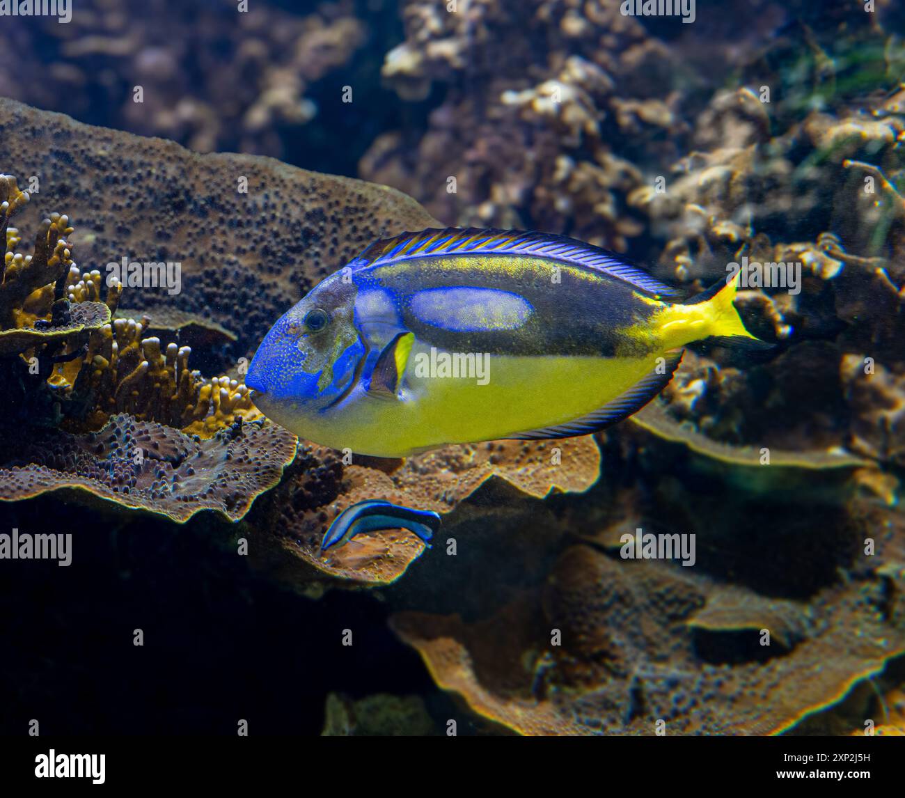 Blue Tang, Blue Hippo Tang or Palete Surgeonfish (Paracanthurus hepatus ...