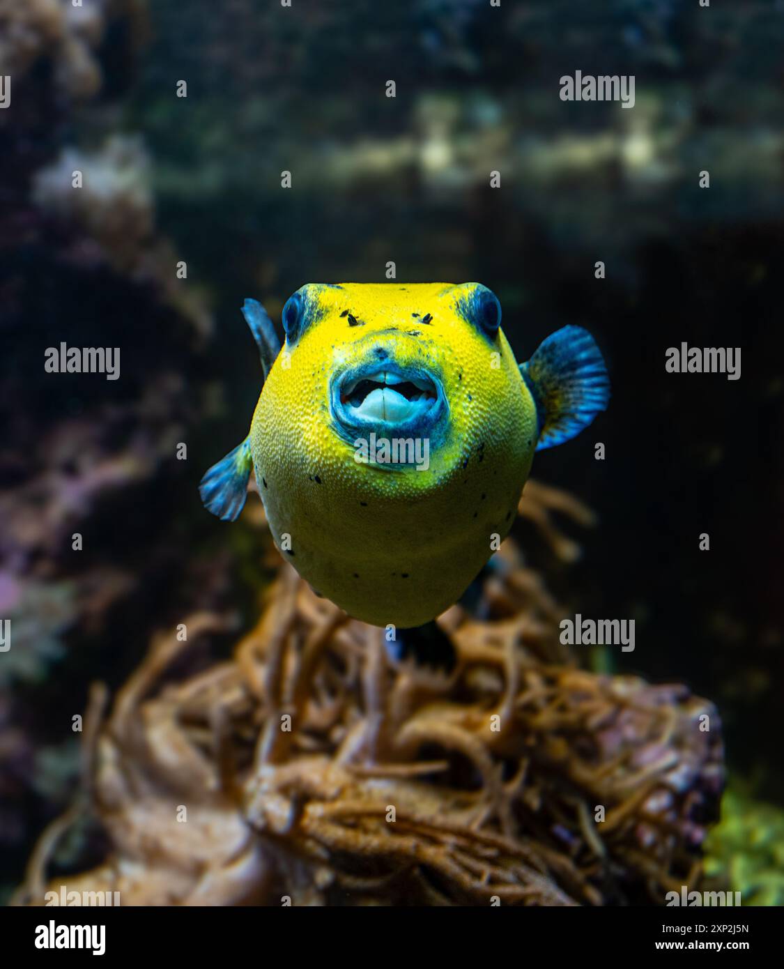 Puffer fish hi-res stock photography and images - Alamy