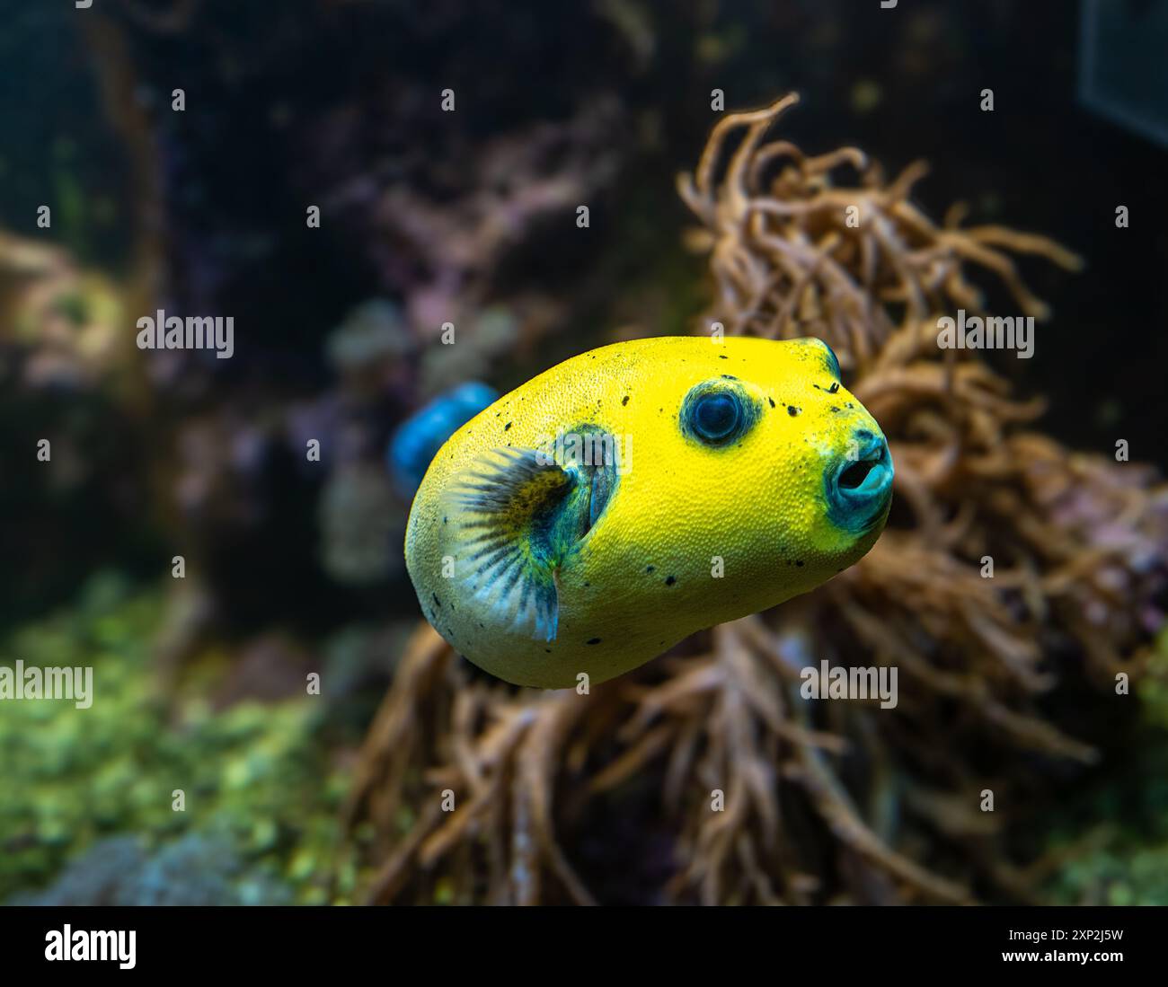 Yellow Blackspotted Puffer Or Dog-faced Puffer Fish Arothron ...