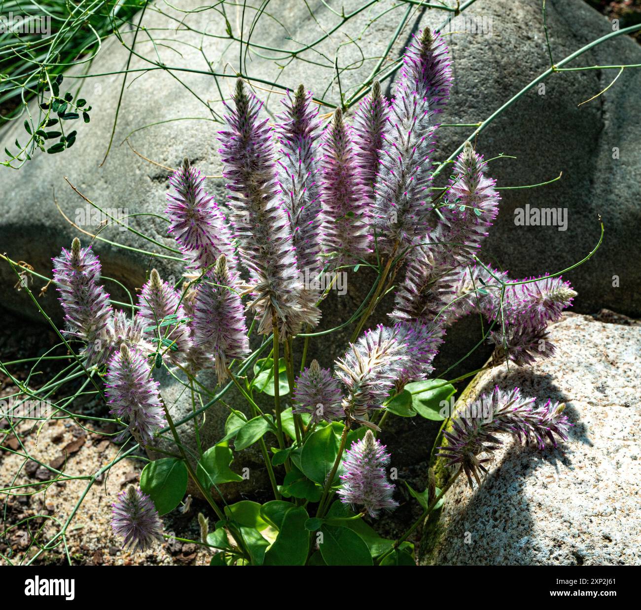 Australian native desert plants hi-res stock photography and images - Alamy