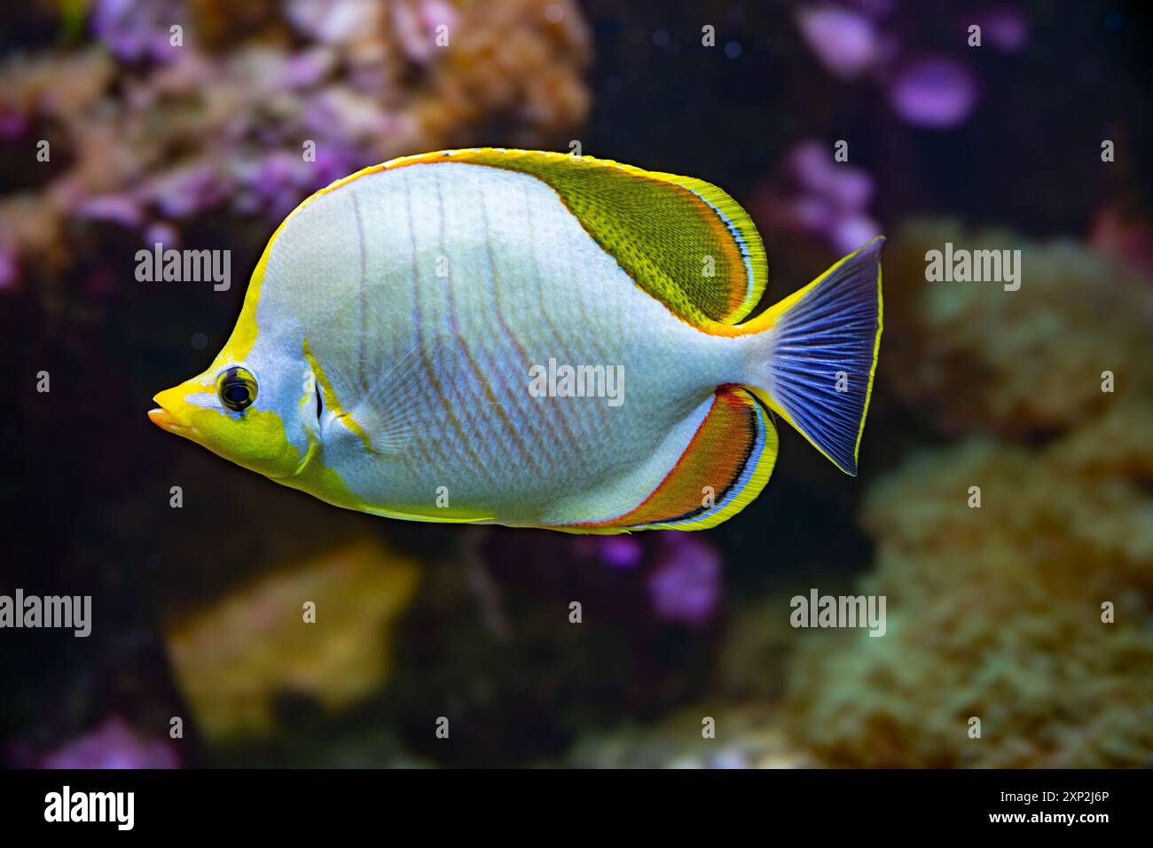 Chaetodon xanthocephalus, known commonly as the Yellowhead ...