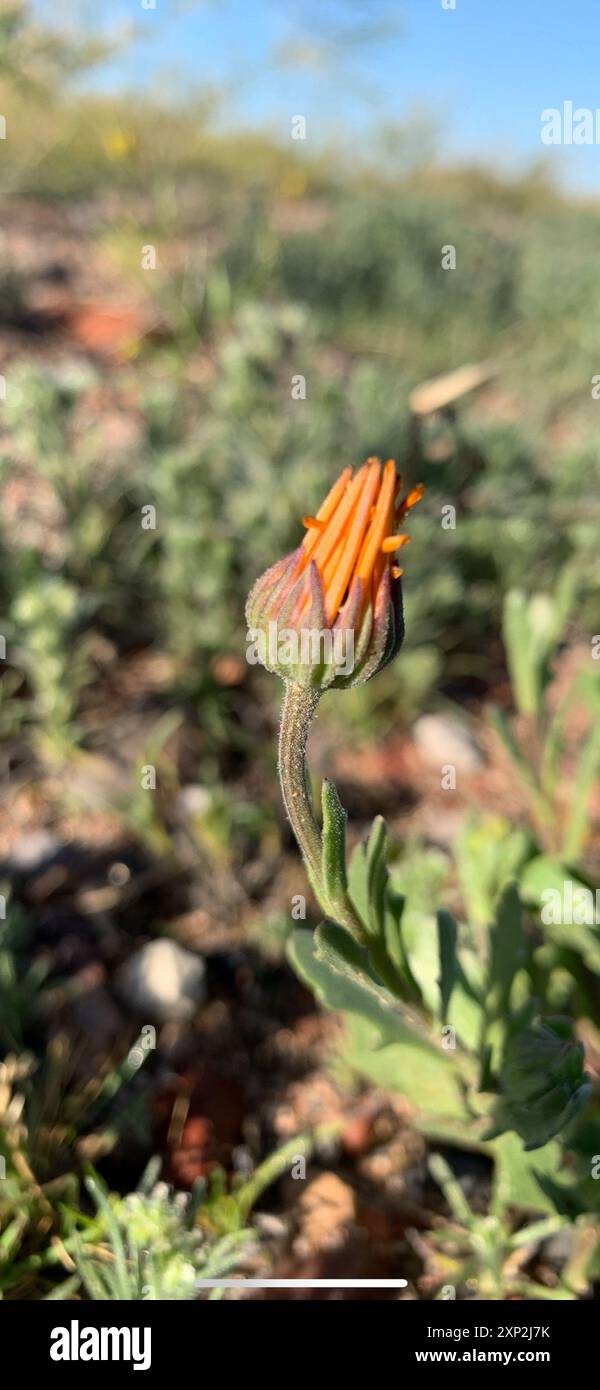 Cape marigold (Dimorphotheca sinuata) Plantae Stock Photo - Alamy