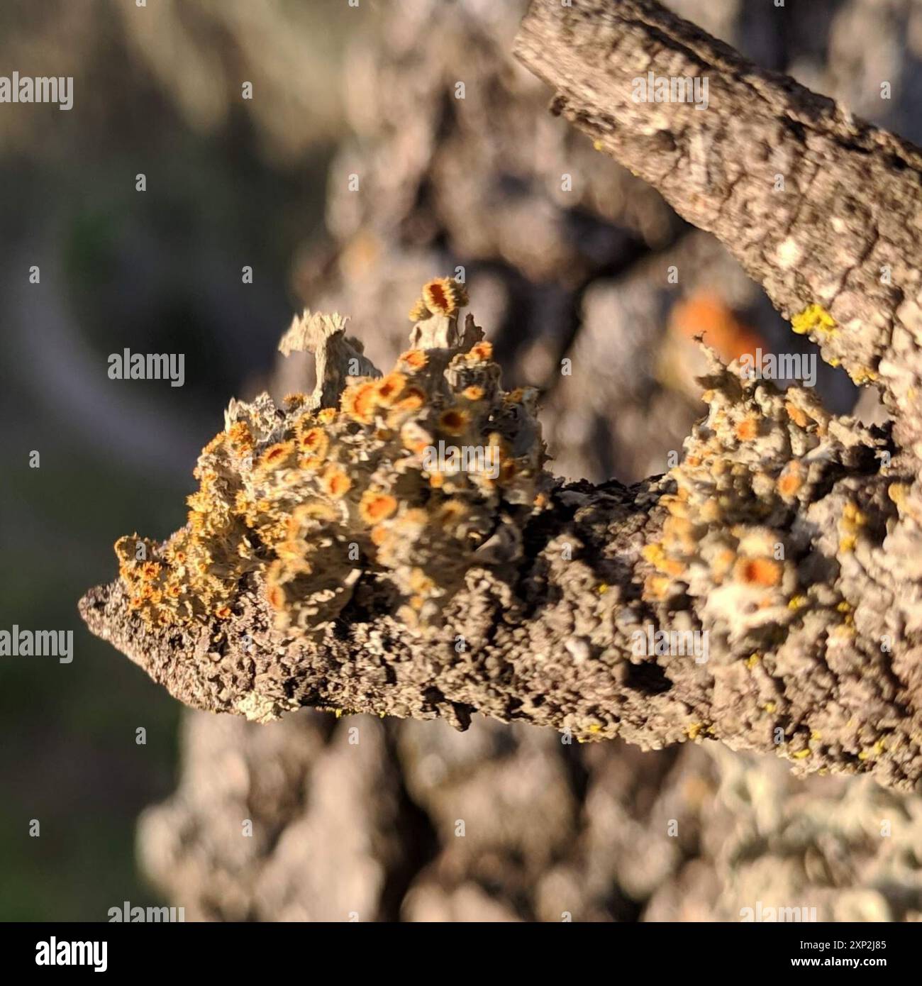 Golden-eye Lichen (Teloschistes chrysophthalmus) Fungi Stock Photo - Alamy