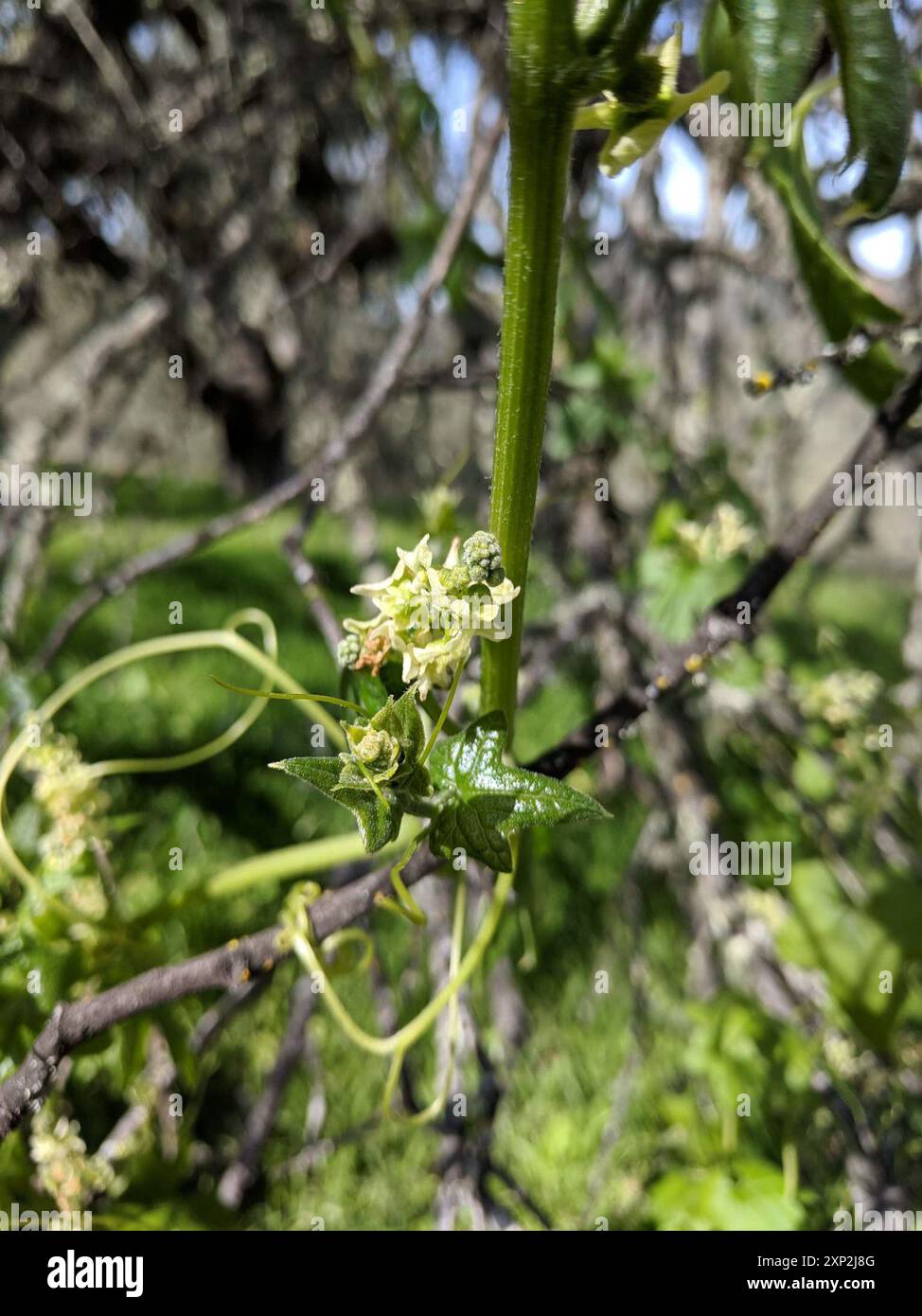 Man-roots (Marah) Plantae Stock Photo - Alamy