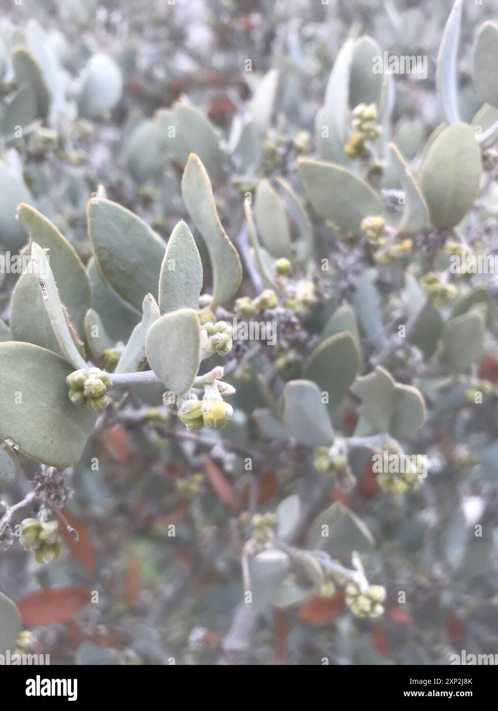 jojoba (Simmondsia chinensis) Plantae Stock Photo - Alamy