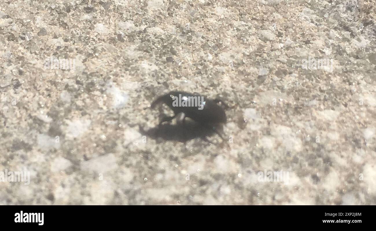 Billbug Weevils (Sphenophorus) Insecta Stock Photo - Alamy