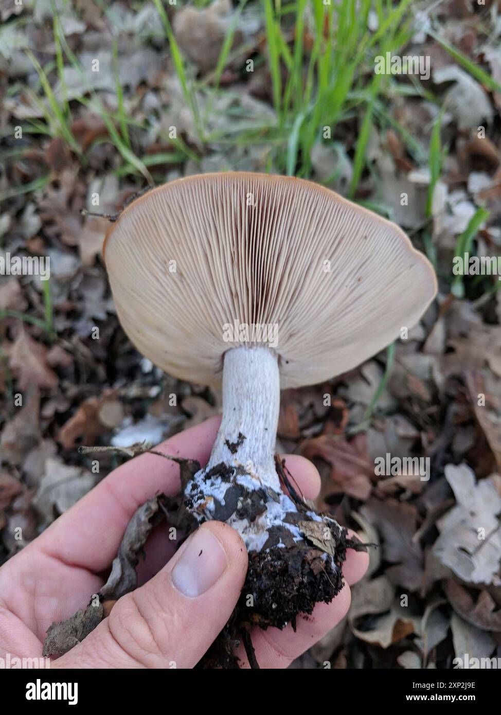 Funnels (Clitocybe) Fungi Stock Photo - Alamy