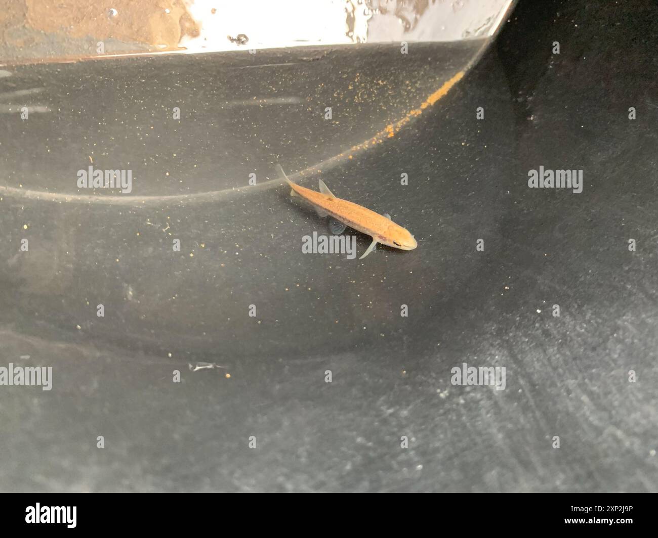 Western Blacknose Dace (Rhinichthys obtusus) Actinopterygii Stock Photo ...