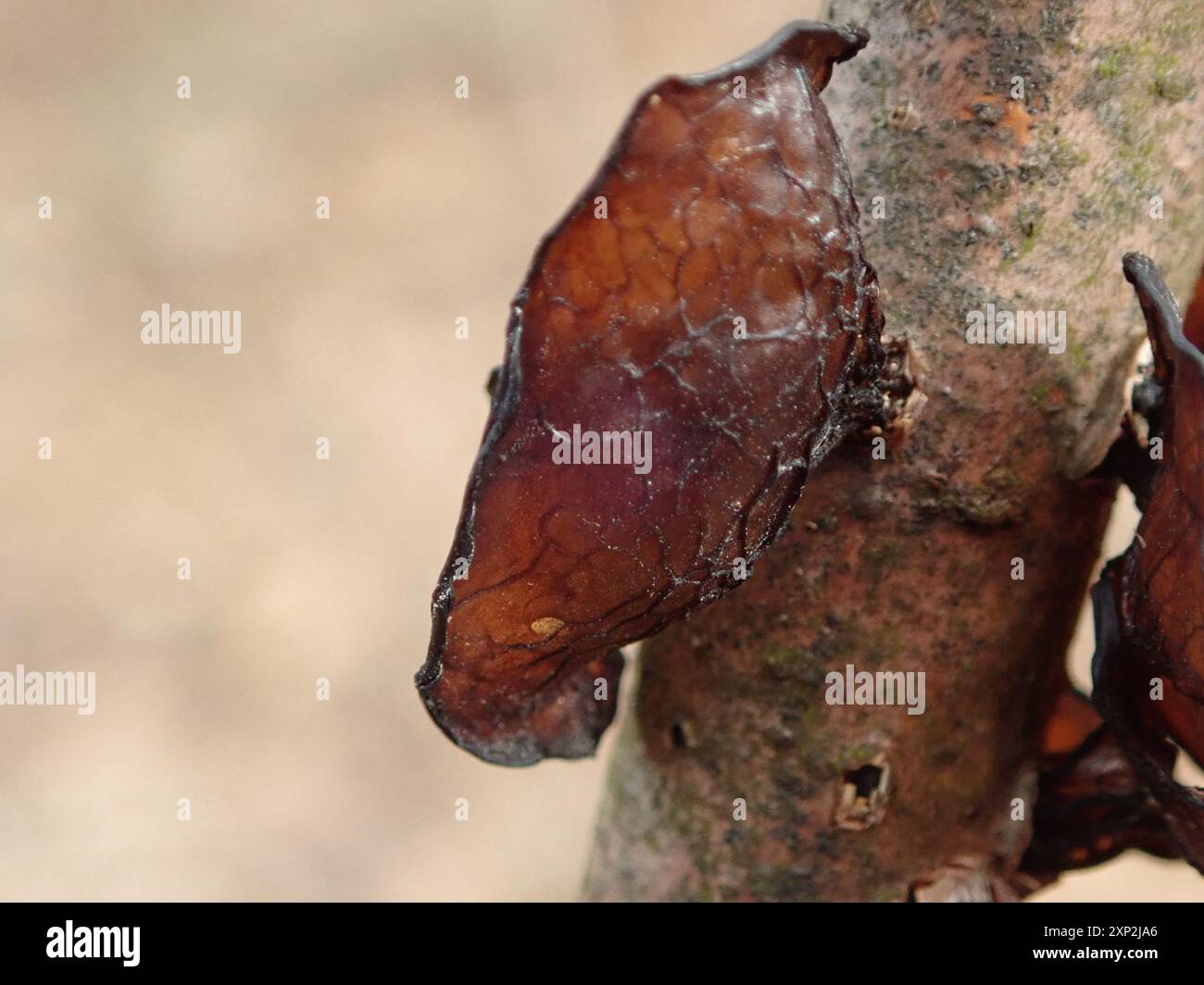 Exidia crenata hi-res stock photography and images - Alamy