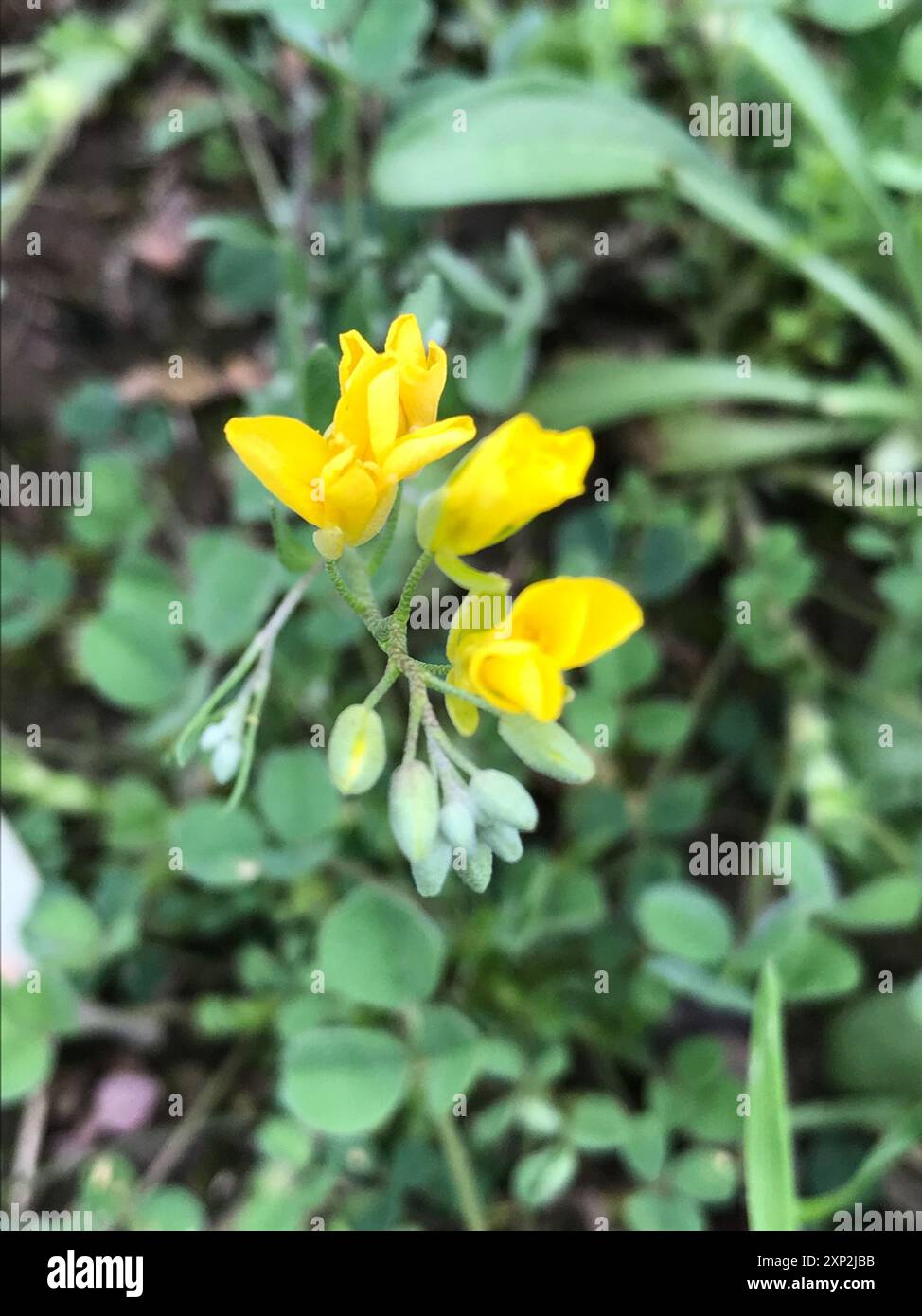 bladderpods (Physaria) Plantae Stock Photo - Alamy